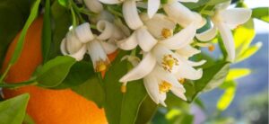 Azahar: Beneficios, Propiedades y Usos Naturales | BIOCORP