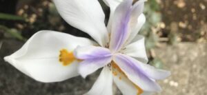 Busca aquí la planta Benjuí, ideal para el cuidado de la salud