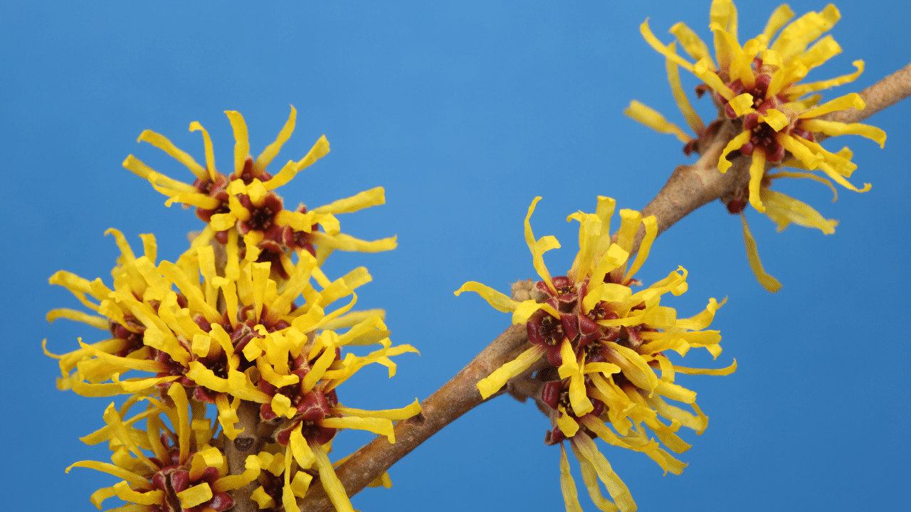 Gel de Hamamelis de Biocorp: Cuidado Natural para tu Piel